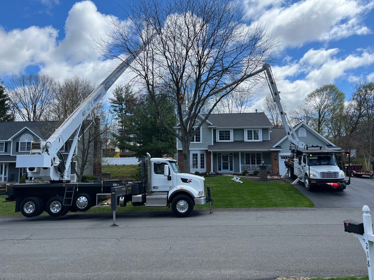 Tree Pruning and Removal | Stump Removal | Albany, NY