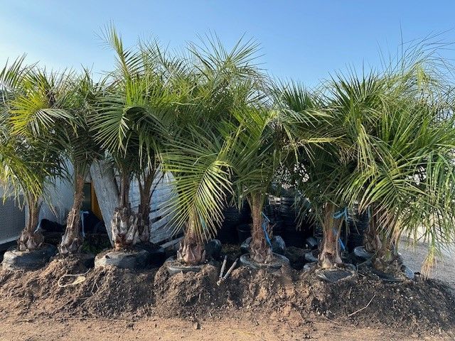 Palm Tree Sales | Dickinson, TX