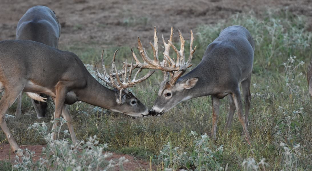 South Texas Hunts | G2 Ranch