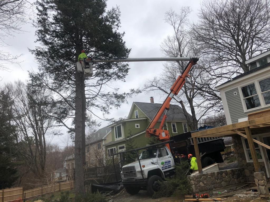 Tree Removal, Tree Service, Tree Company | Lexington MA Arlington MA