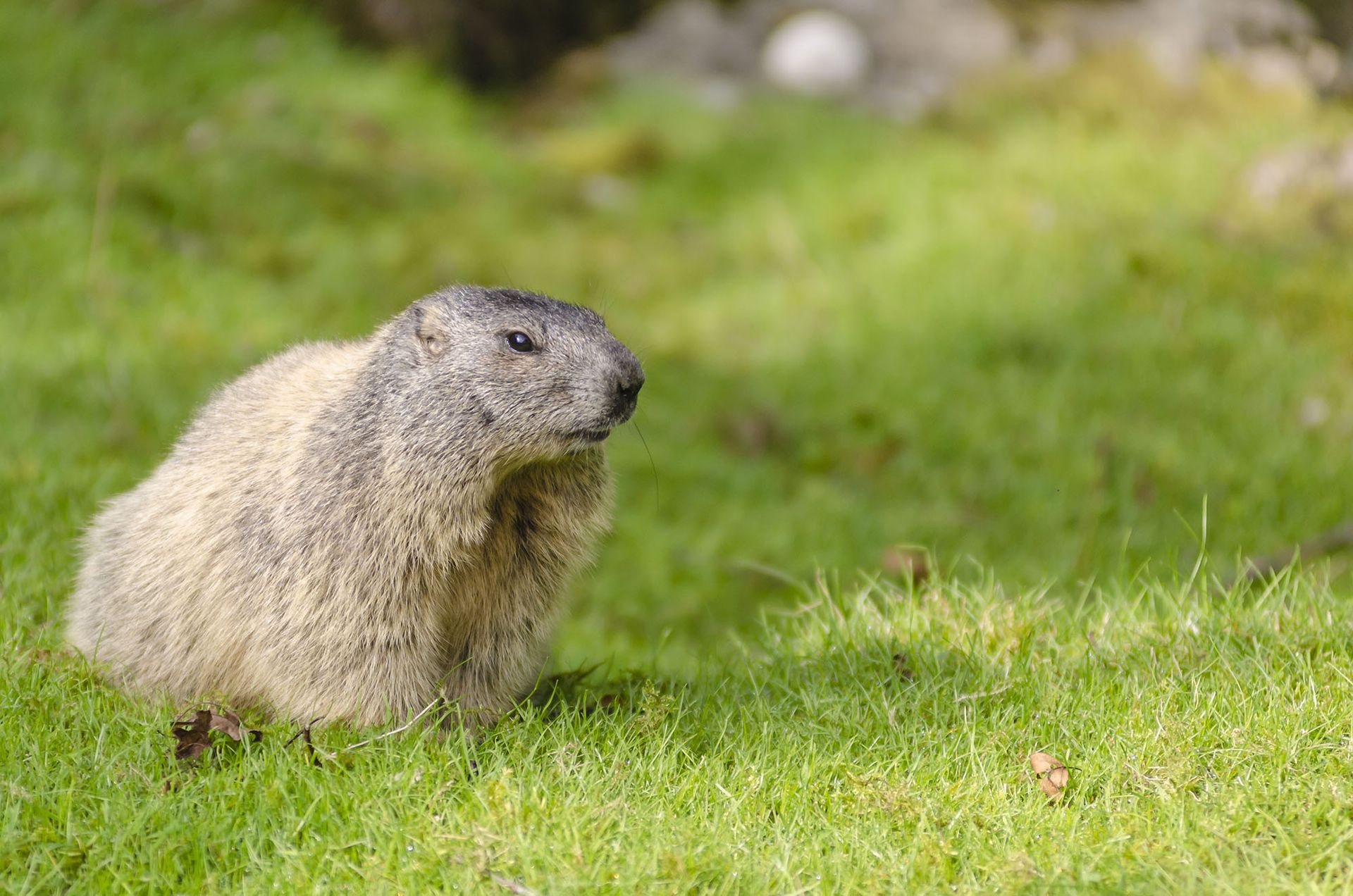 Pest Control | Synergy Pest Management | Oak Ridge, TN