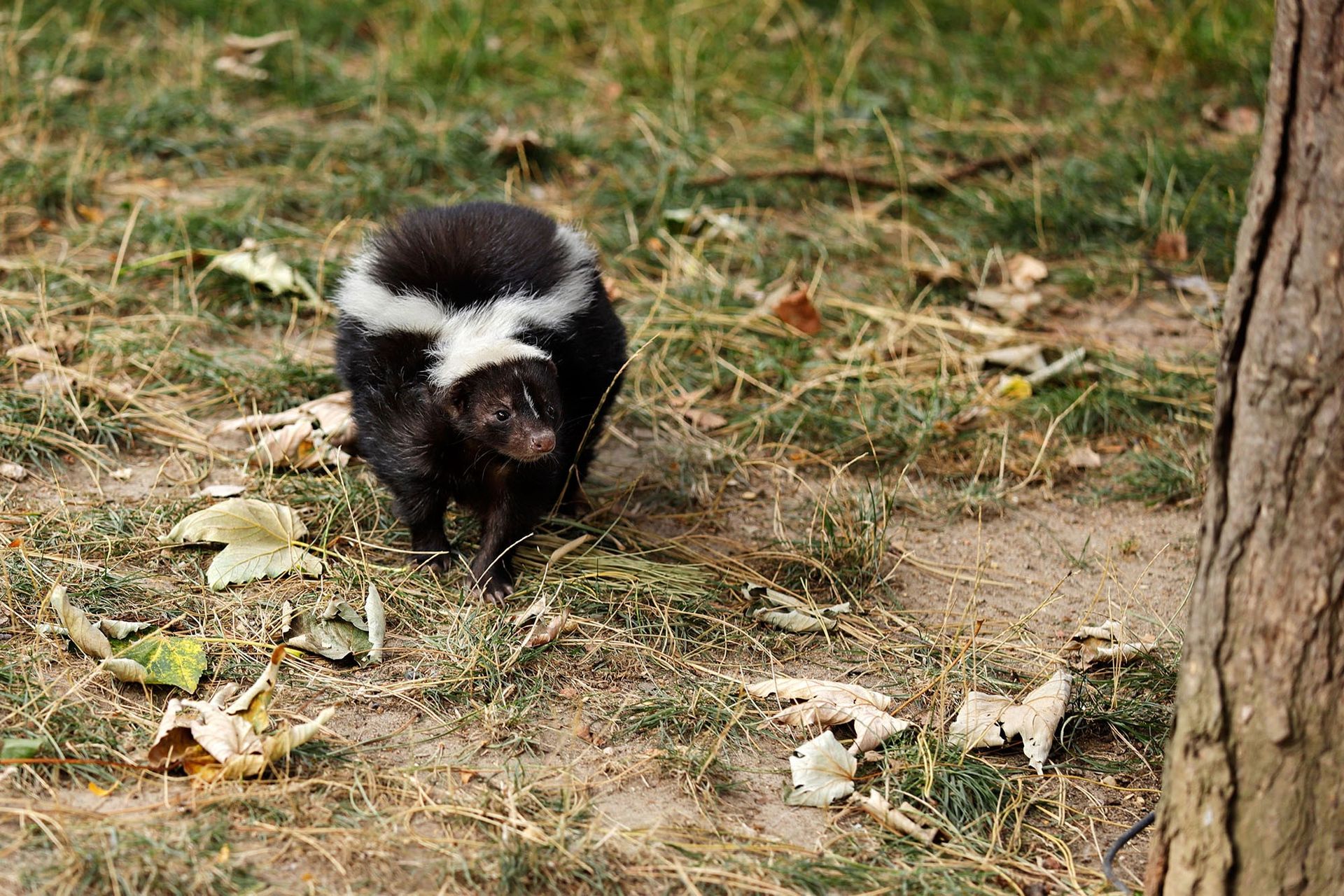 Pest Control | Synergy Pest Management | Oak Ridge, TN