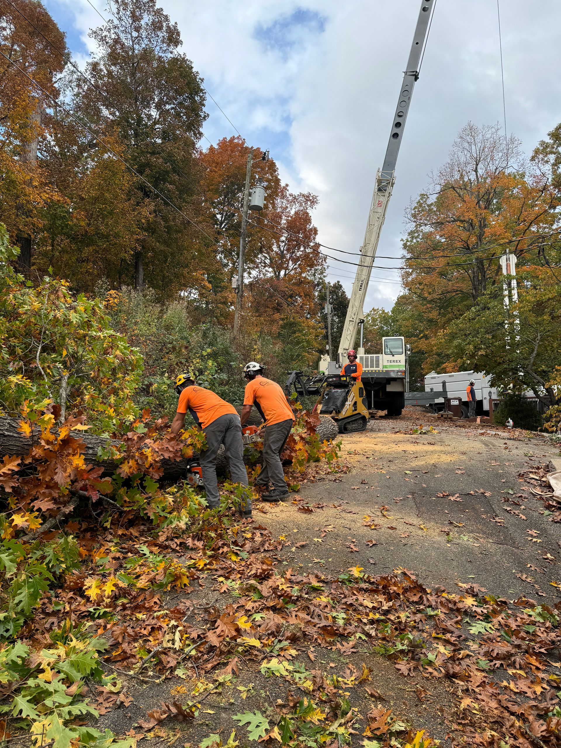 Colt Tree Service | Tree Services | Camdenton, MO