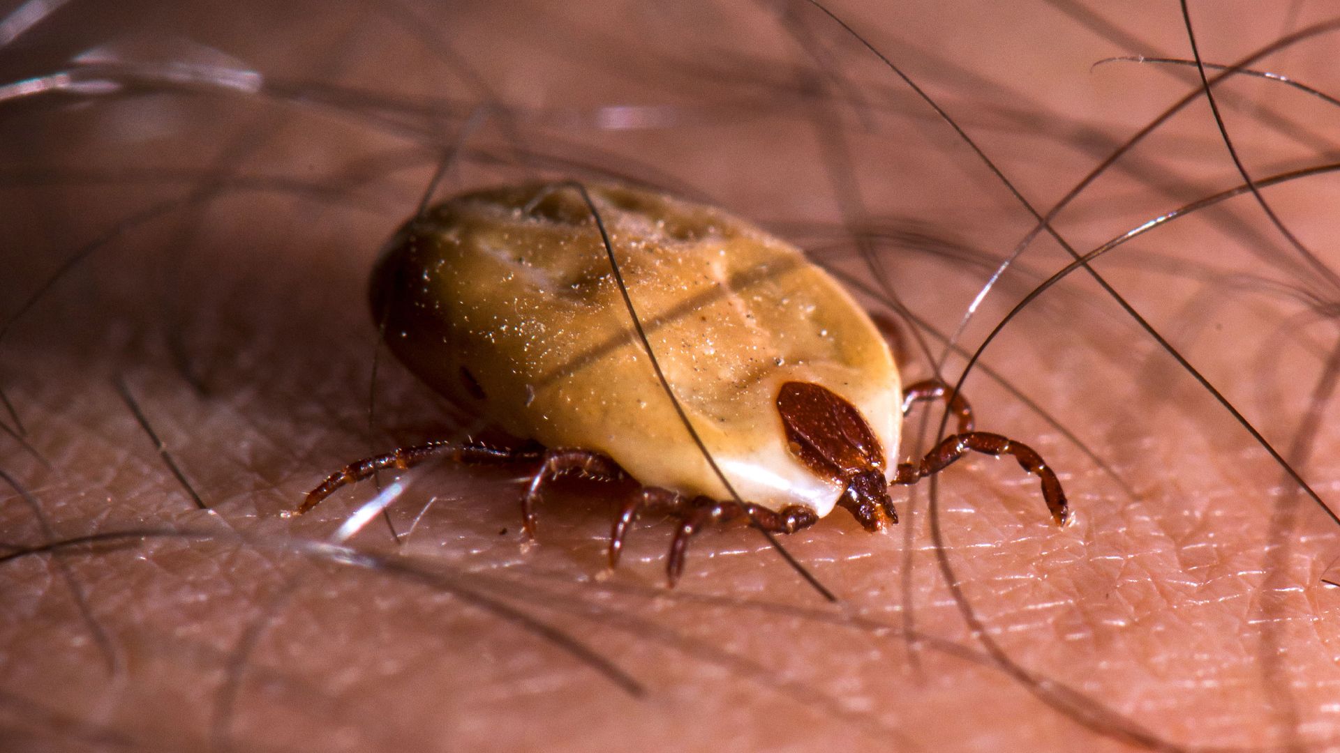 Pest Control Services | Nardy Pest Control | Southampton, NY