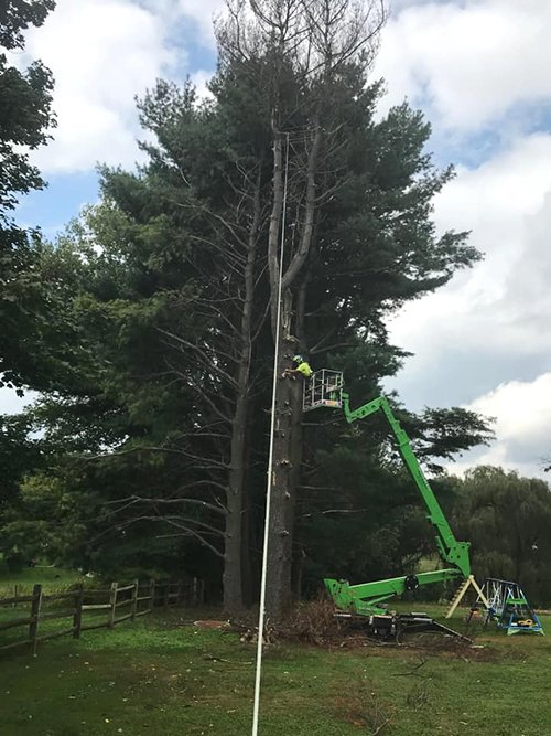 Southern End Tree Service | Tree Service | Lancaster | West Chester PA