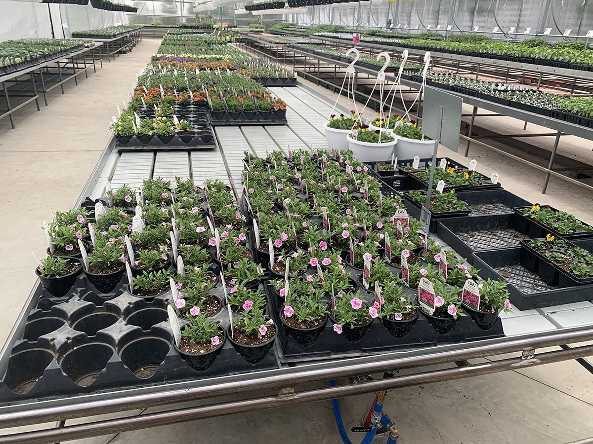 Graber's Greenhouse Photo Gallery | Sullivan, IL