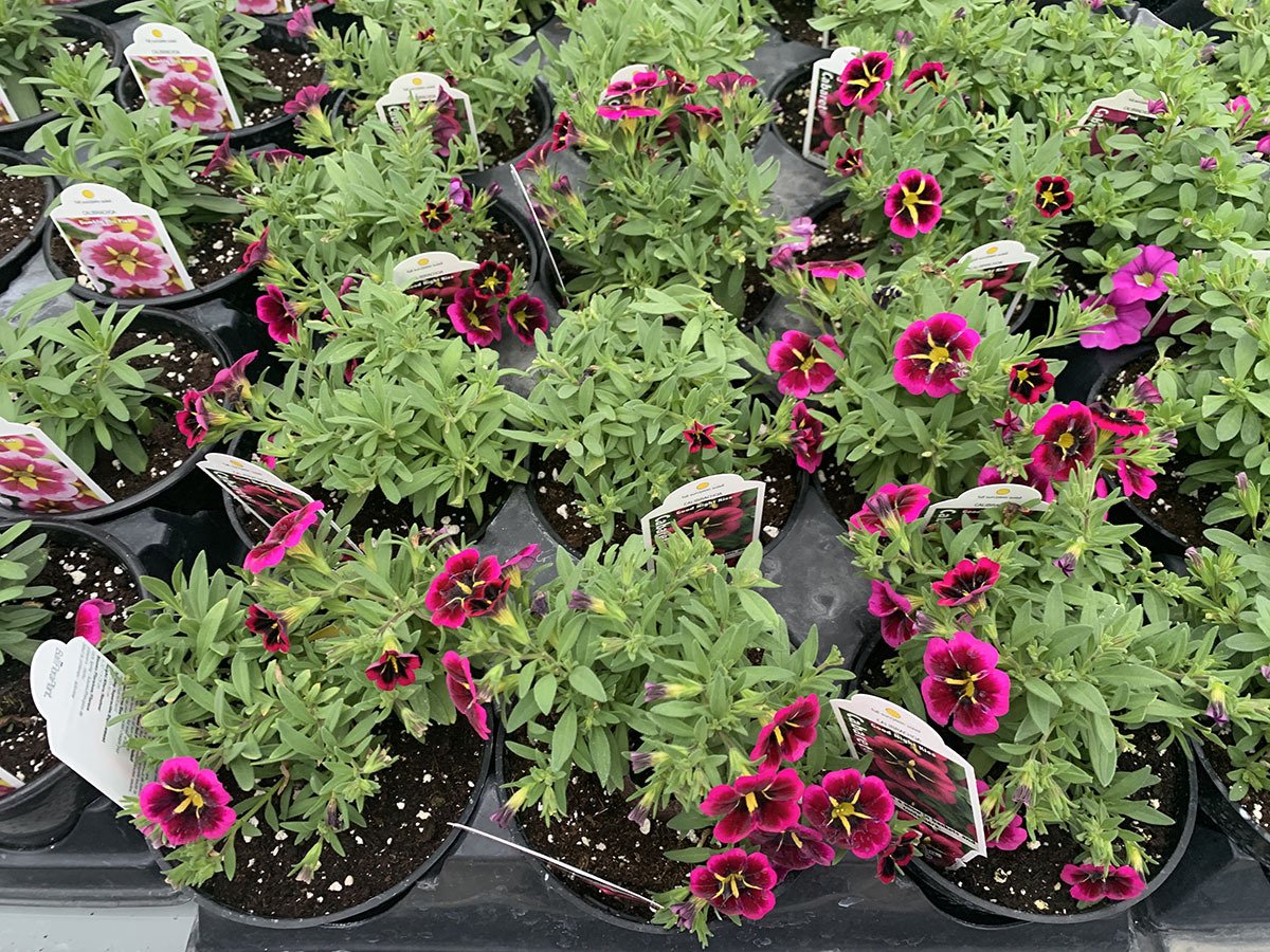 Graber's Greenhouse Photo Gallery | Sullivan, IL