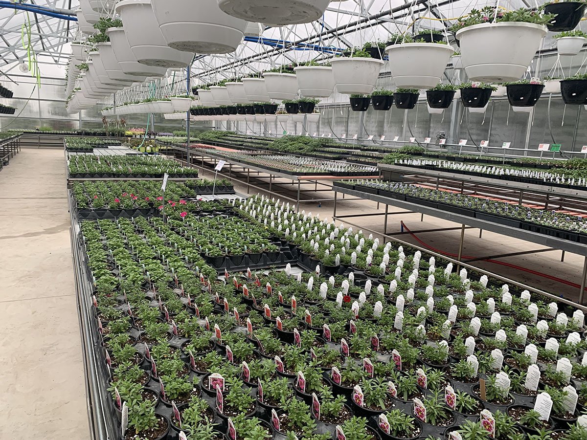 Graber's Greenhouse Photo Gallery | Sullivan, IL