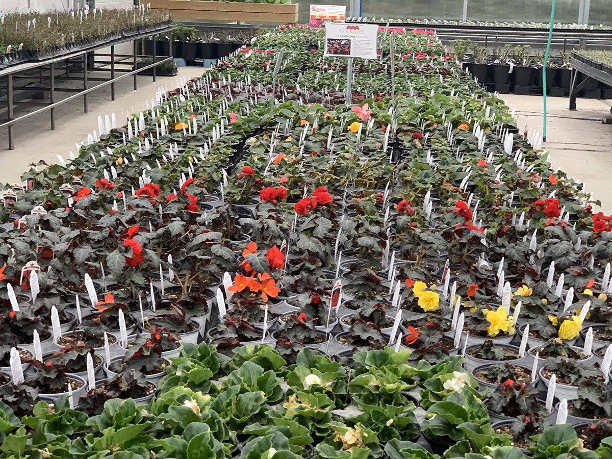 Graber's Greenhouse Photo Gallery | Sullivan, IL