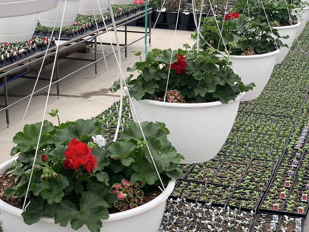 Graber's Greenhouse Photo Gallery | Sullivan, IL