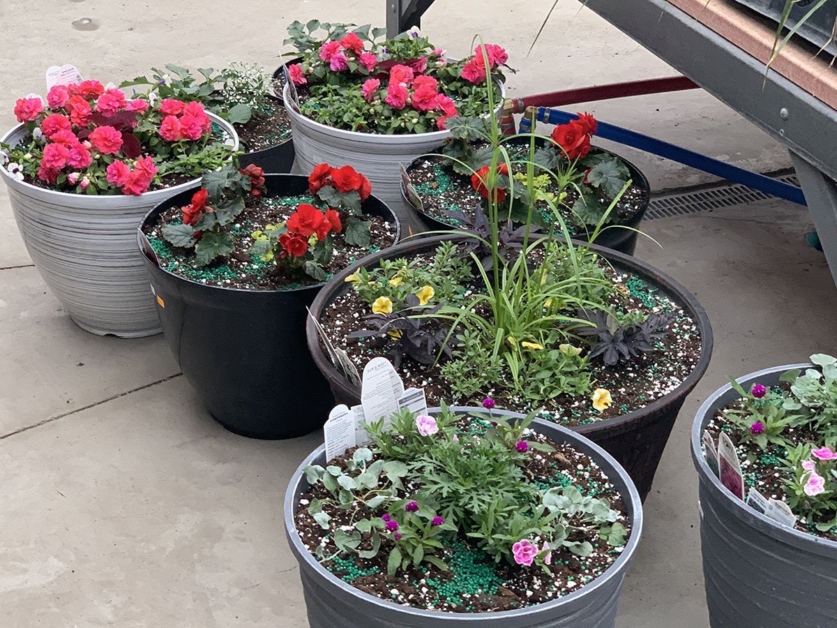 Graber's Greenhouse Photo Gallery | Sullivan, IL