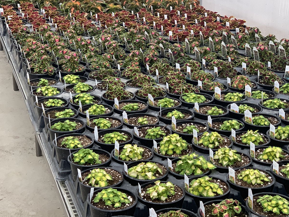 Graber's Greenhouse Photo Gallery | Sullivan, IL