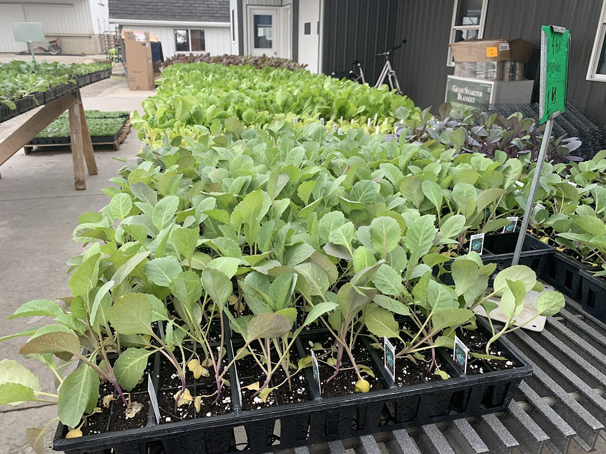 Graber's Greenhouse Photo Gallery | Sullivan, IL