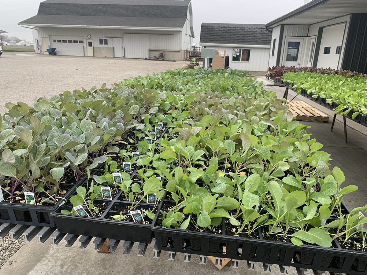 Graber's Greenhouse Photo Gallery | Sullivan, IL