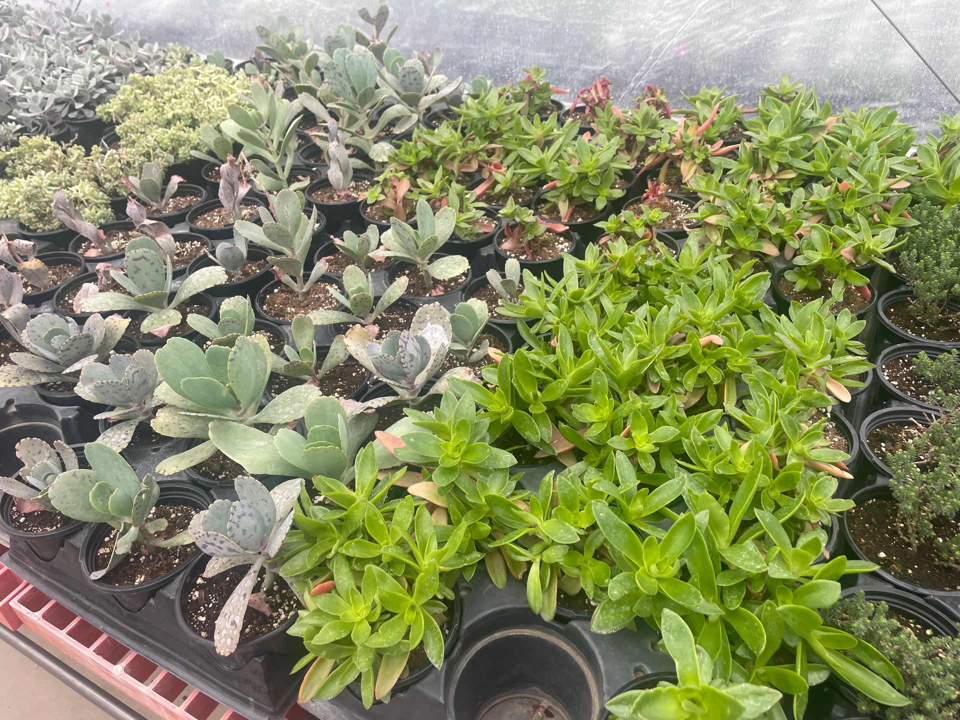 Graber's Greenhouse | Gardening Supplies | Sullivan, IL