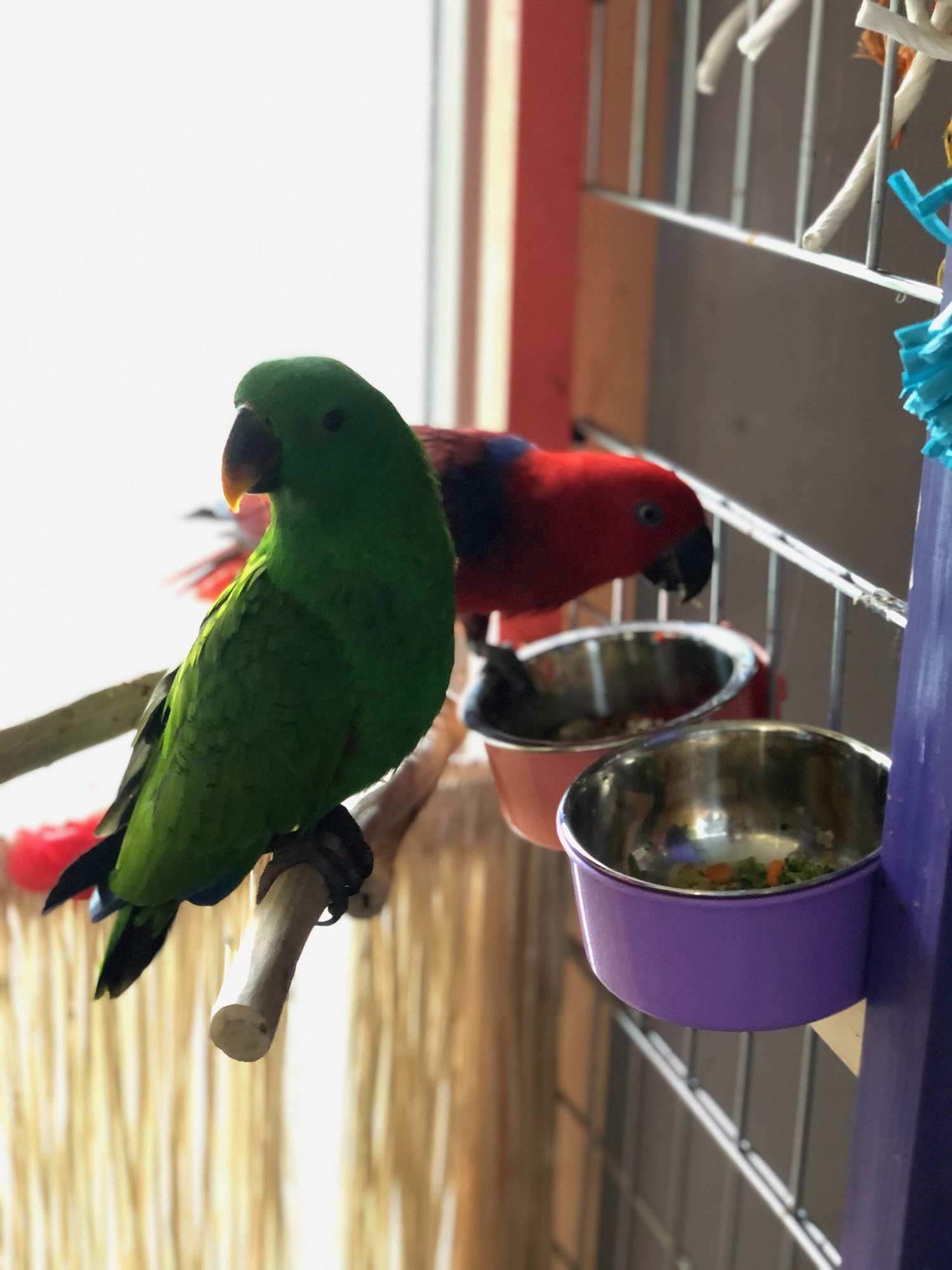 Eclectus Parrot Photo Gallery | Solely Solomon Aviaries