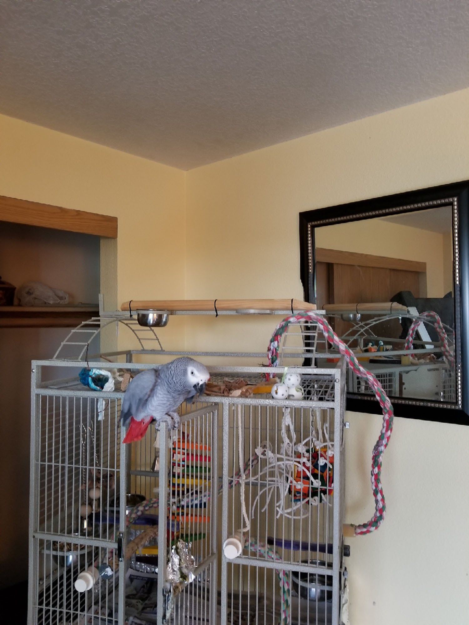 Eclectus Parrot Photo Gallery | Solely Solomon Aviaries