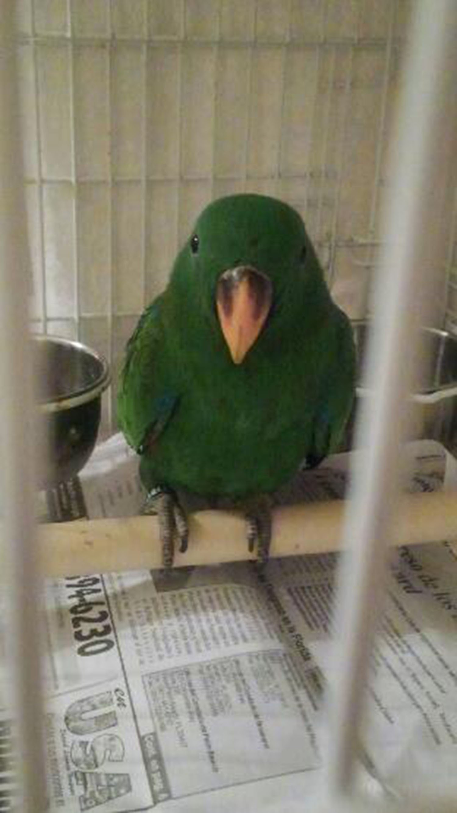 Eclectus Parrot Photo Gallery | Solely Solomon Aviaries