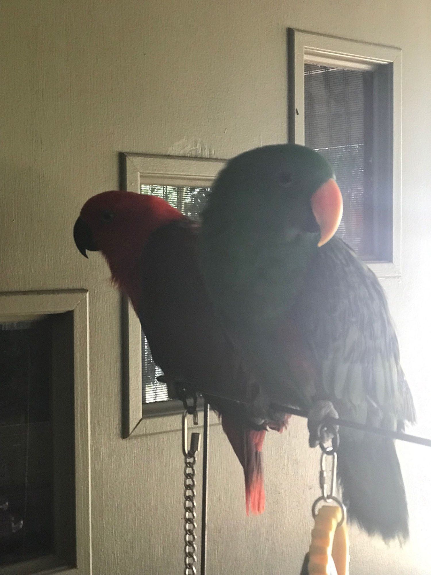 Eclectus Parrot Photo Gallery | Solely Solomon Aviaries