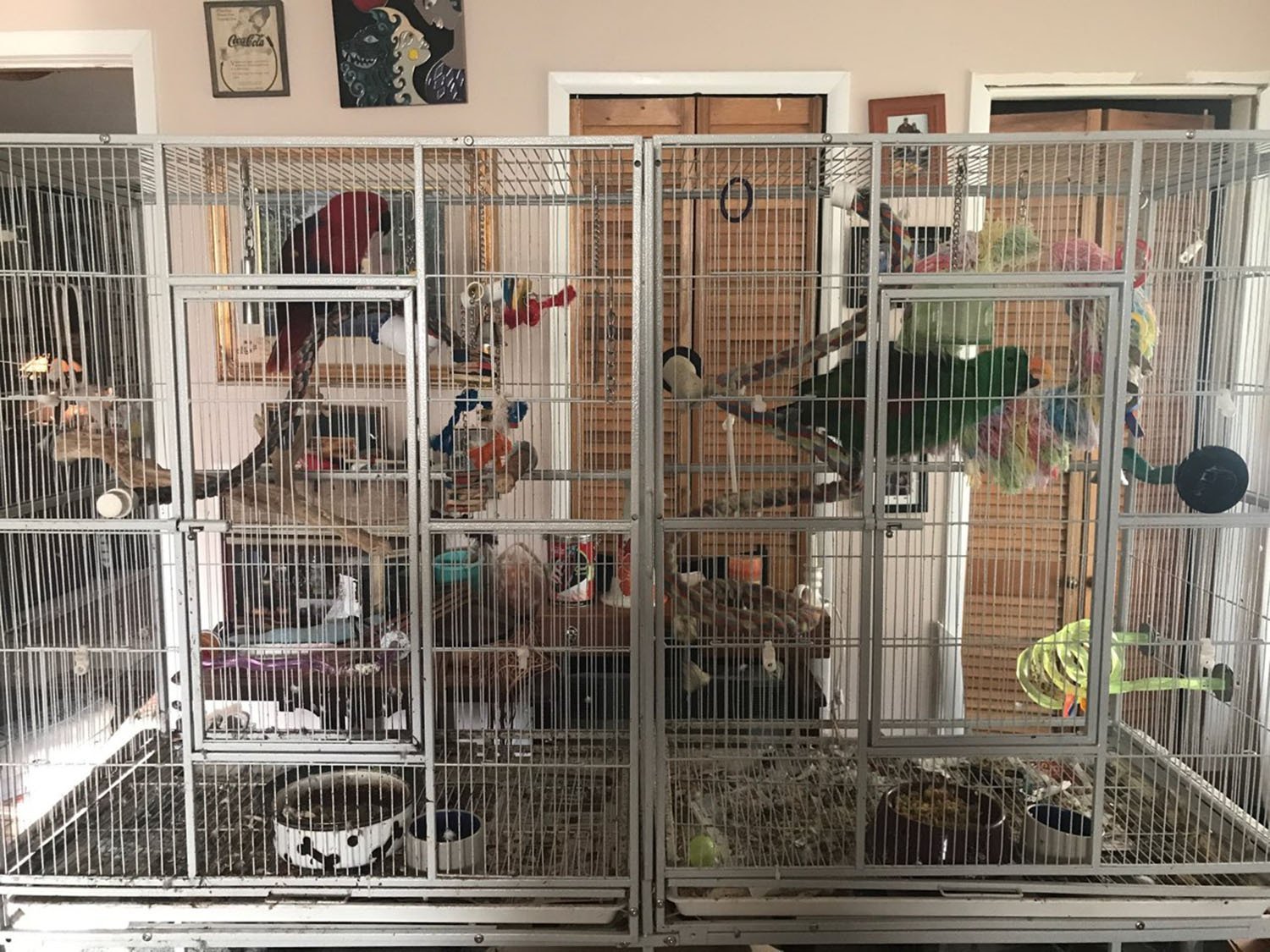 Eclectus Parrot Photo Gallery | Solely Solomon Aviaries