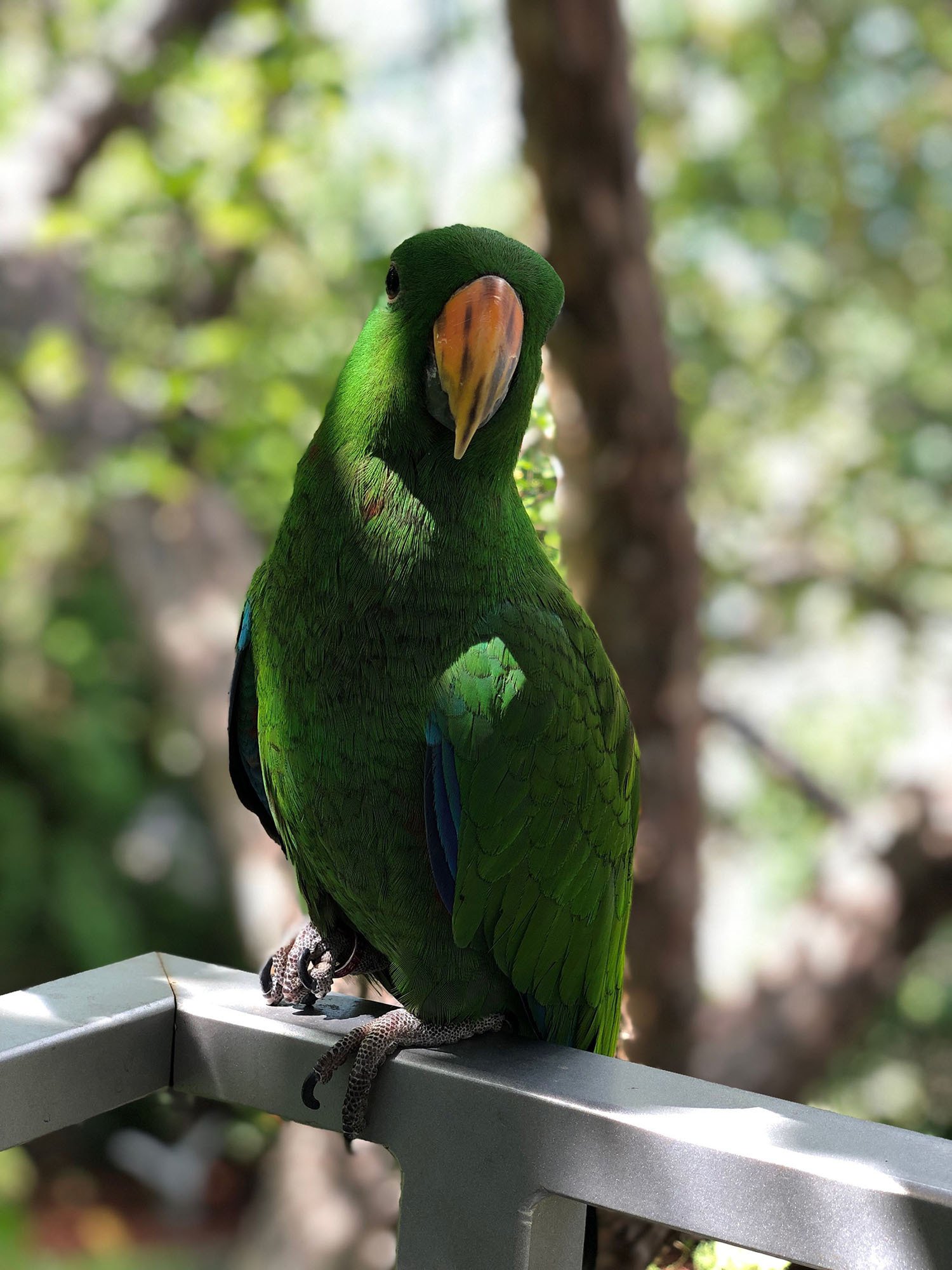 Eclectus Parrot Photo Gallery | Solely Solomon Aviaries