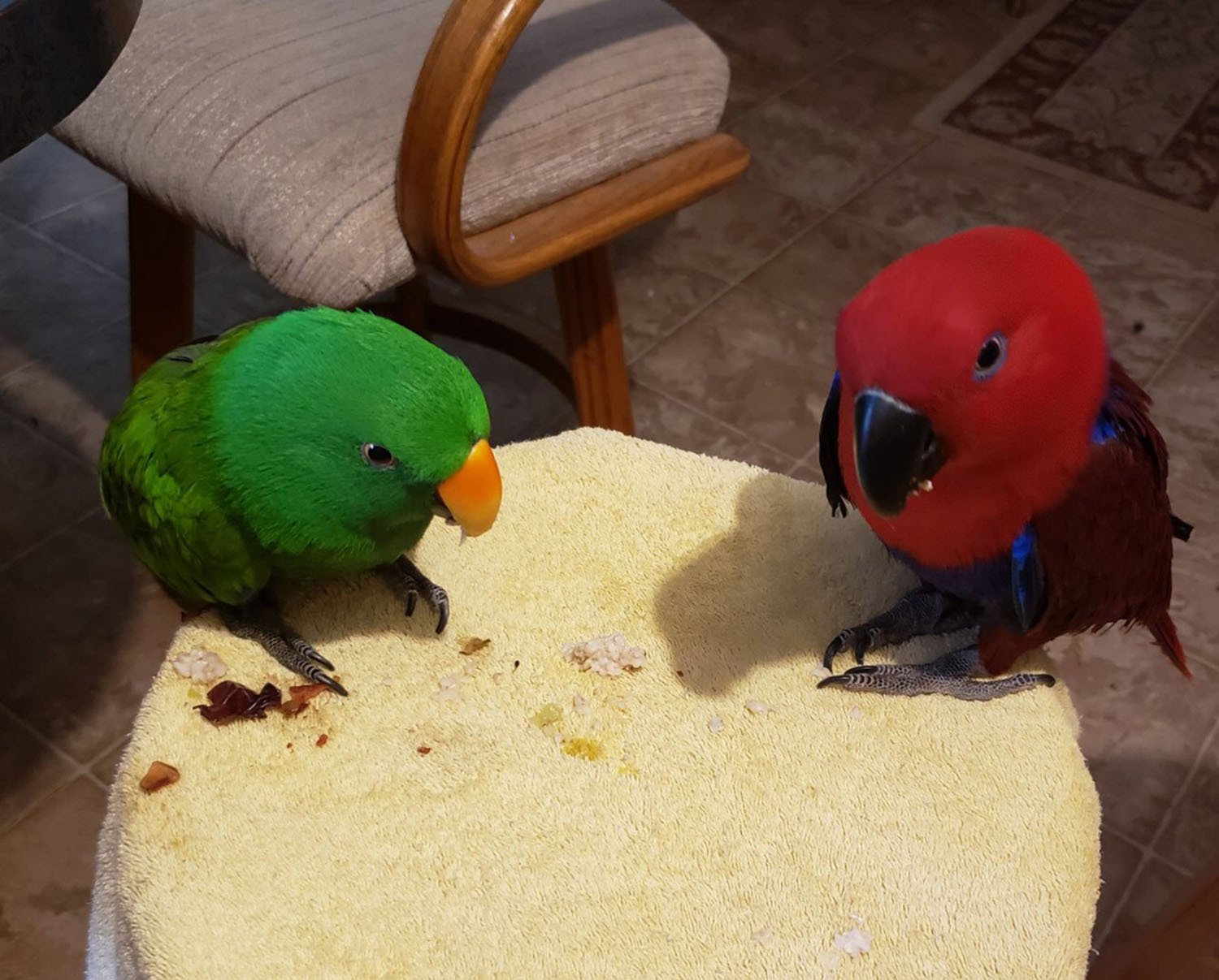 Eclectus Parrot Photo Gallery | Solely Solomon Aviaries