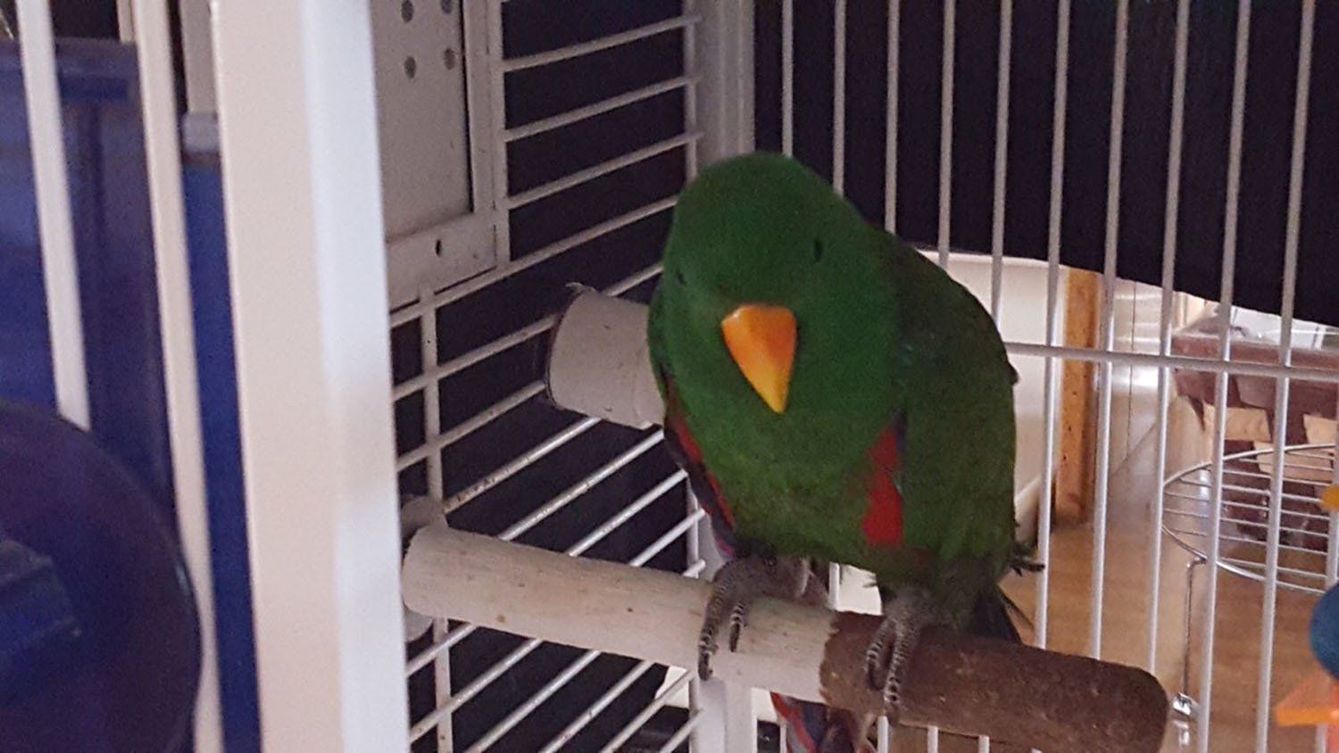 Eclectus Parrot Photo Gallery | Solely Solomon Aviaries