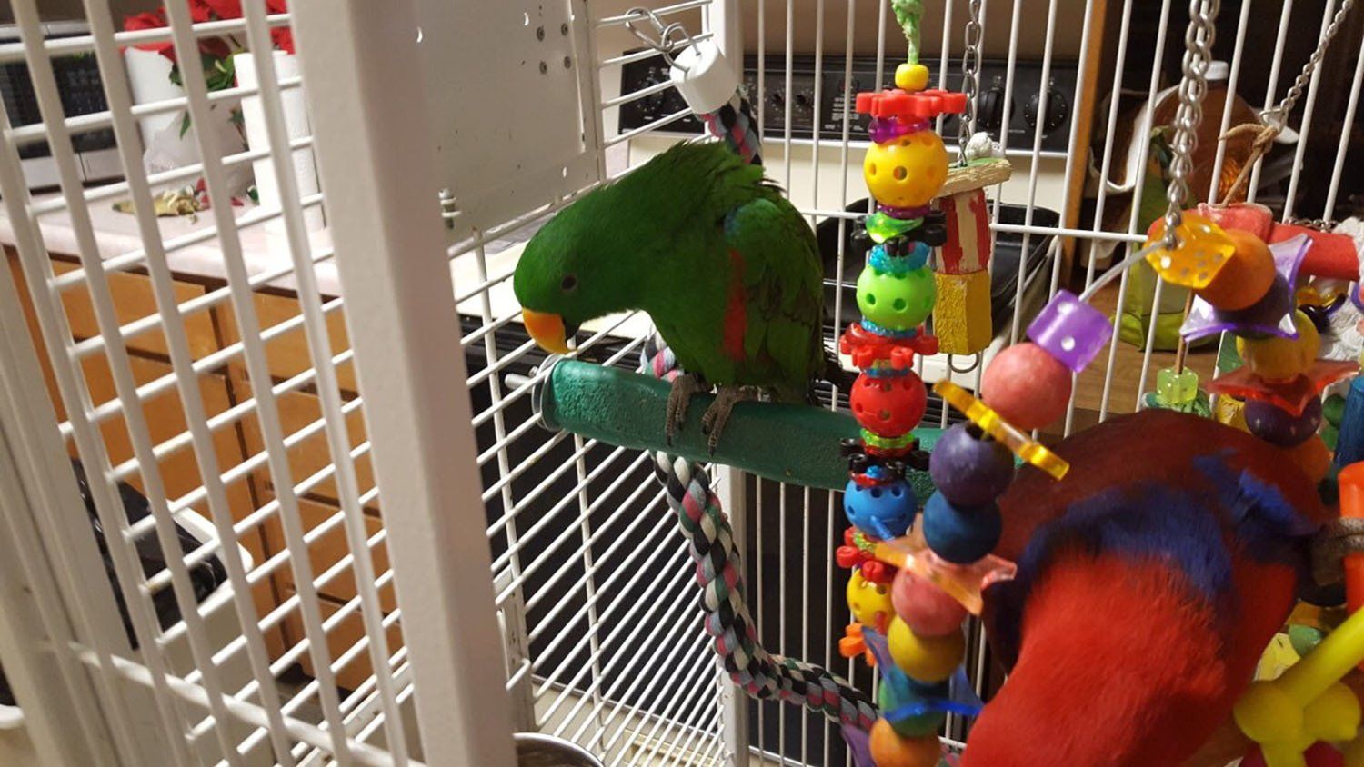 Eclectus Parrot Photo Gallery | Solely Solomon Aviaries