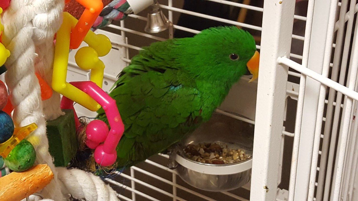 Eclectus Parrot Photo Gallery | Solely Solomon Aviaries