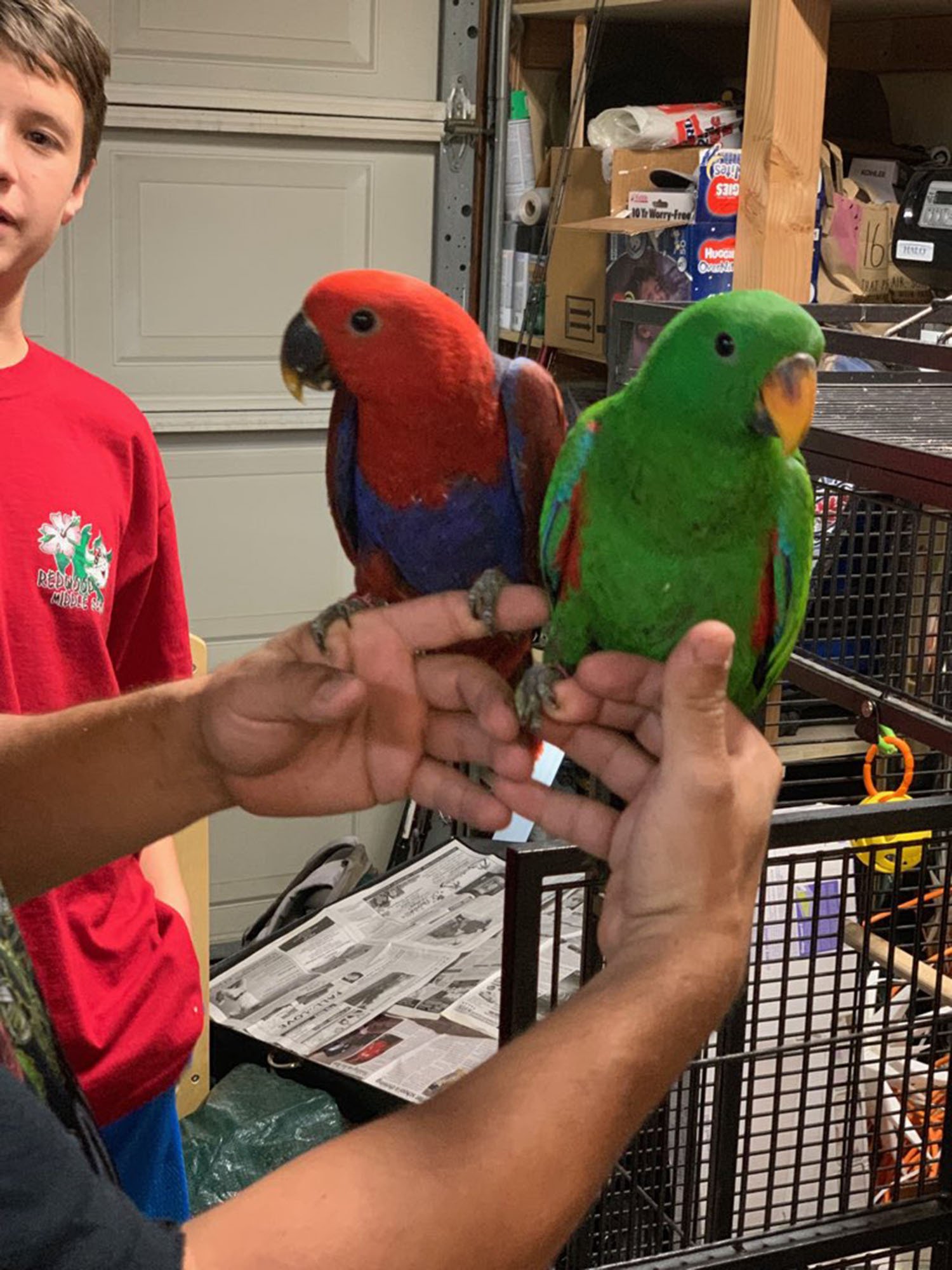 Eclectus Parrot Photo Gallery | Solely Solomon Aviaries