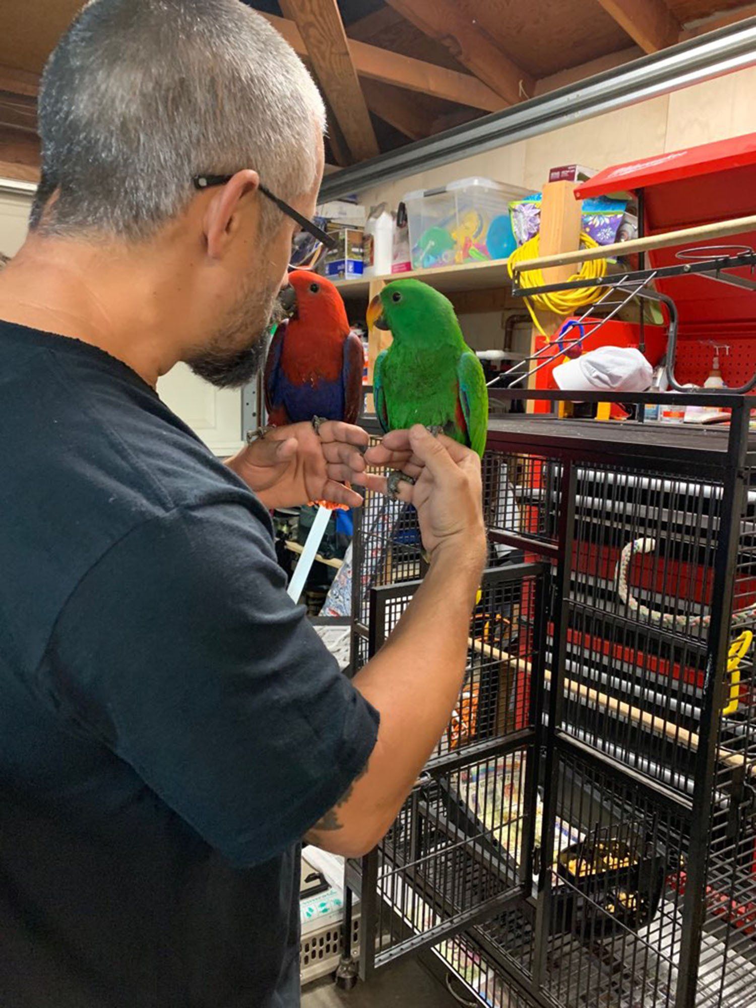 Eclectus Parrot Photo Gallery | Solely Solomon Aviaries