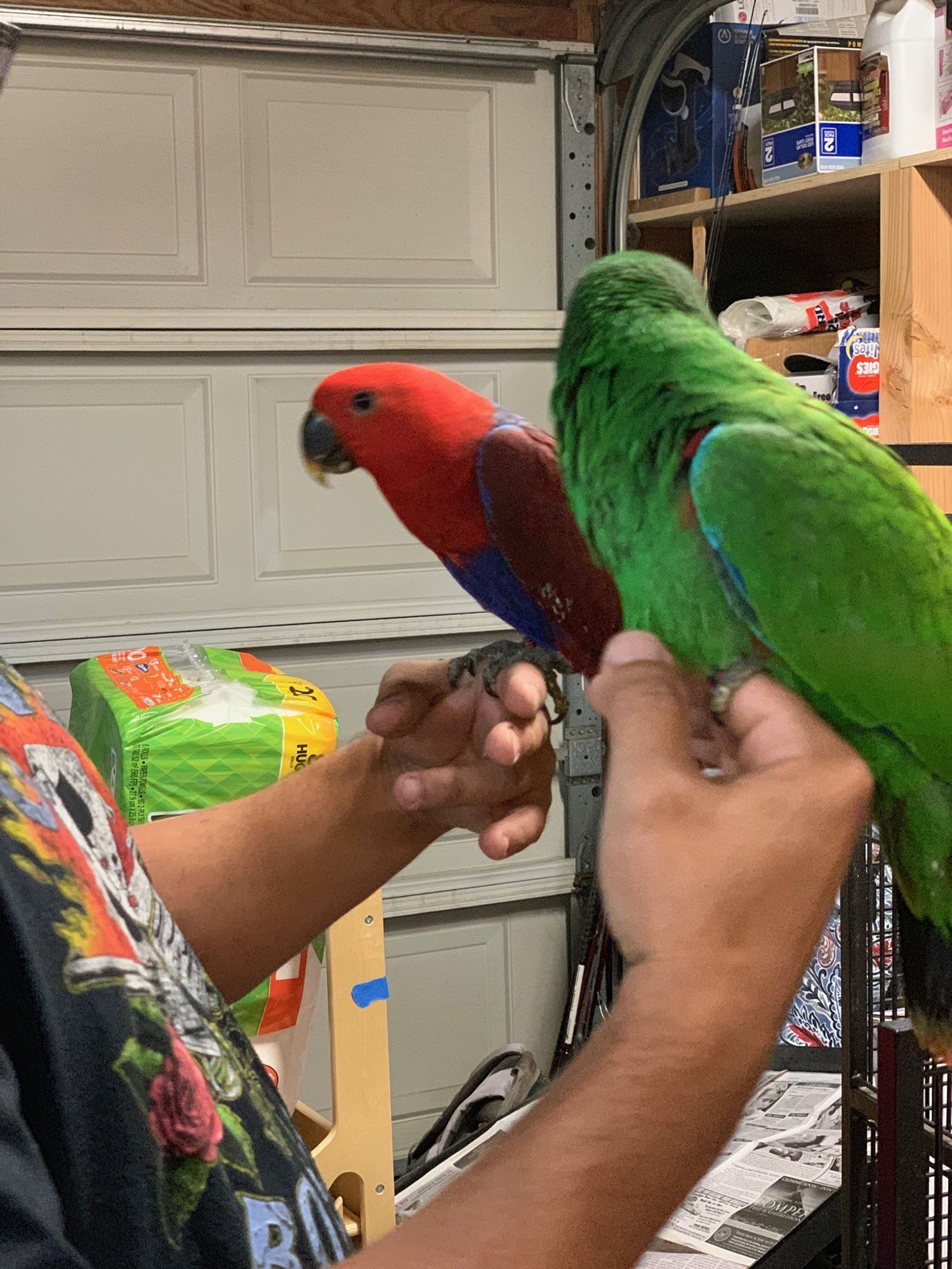 Eclectus Parrot Photo Gallery | Solely Solomon Aviaries