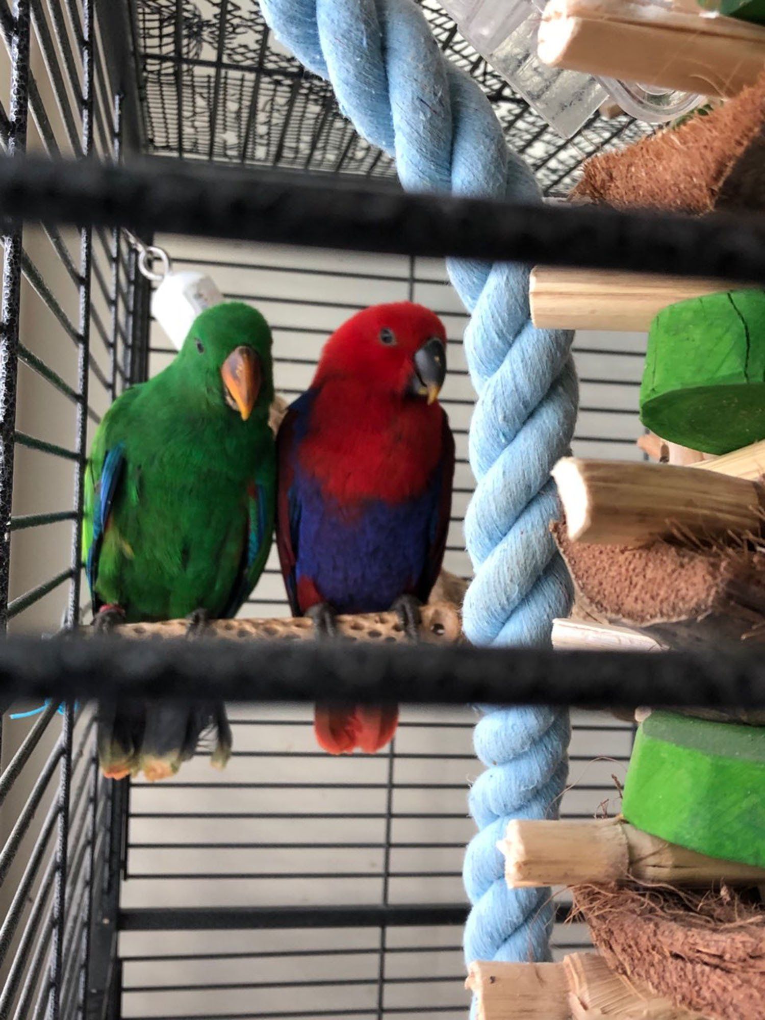 Eclectus Parrot Photo Gallery | Solely Solomon Aviaries