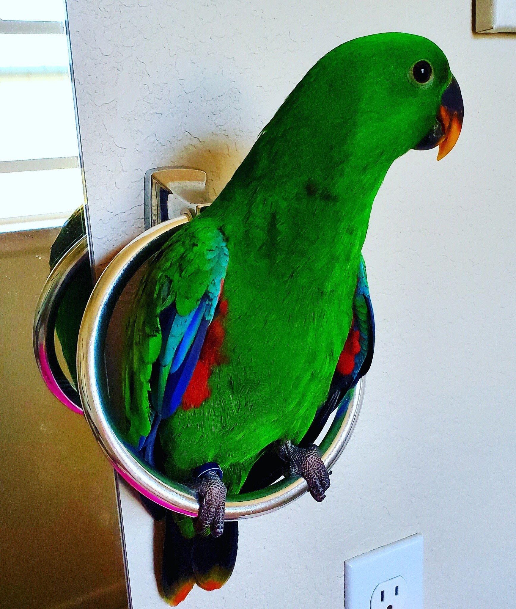 Eclectus Parrot Photo Gallery | Solely Solomon Aviaries