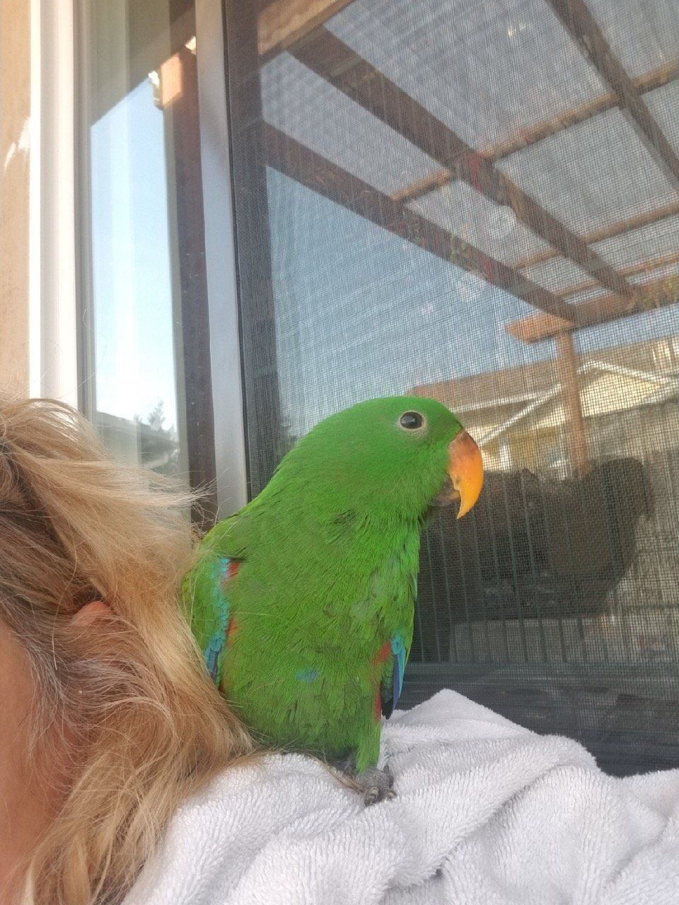 Eclectus Parrot Photo Gallery | Solely Solomon Aviaries