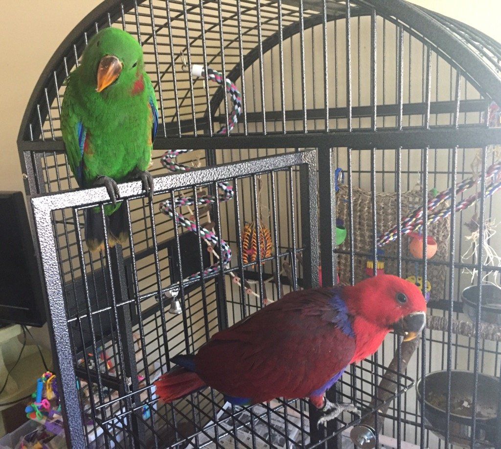 Eclectus Parrot Photo Gallery | Solely Solomon Aviaries