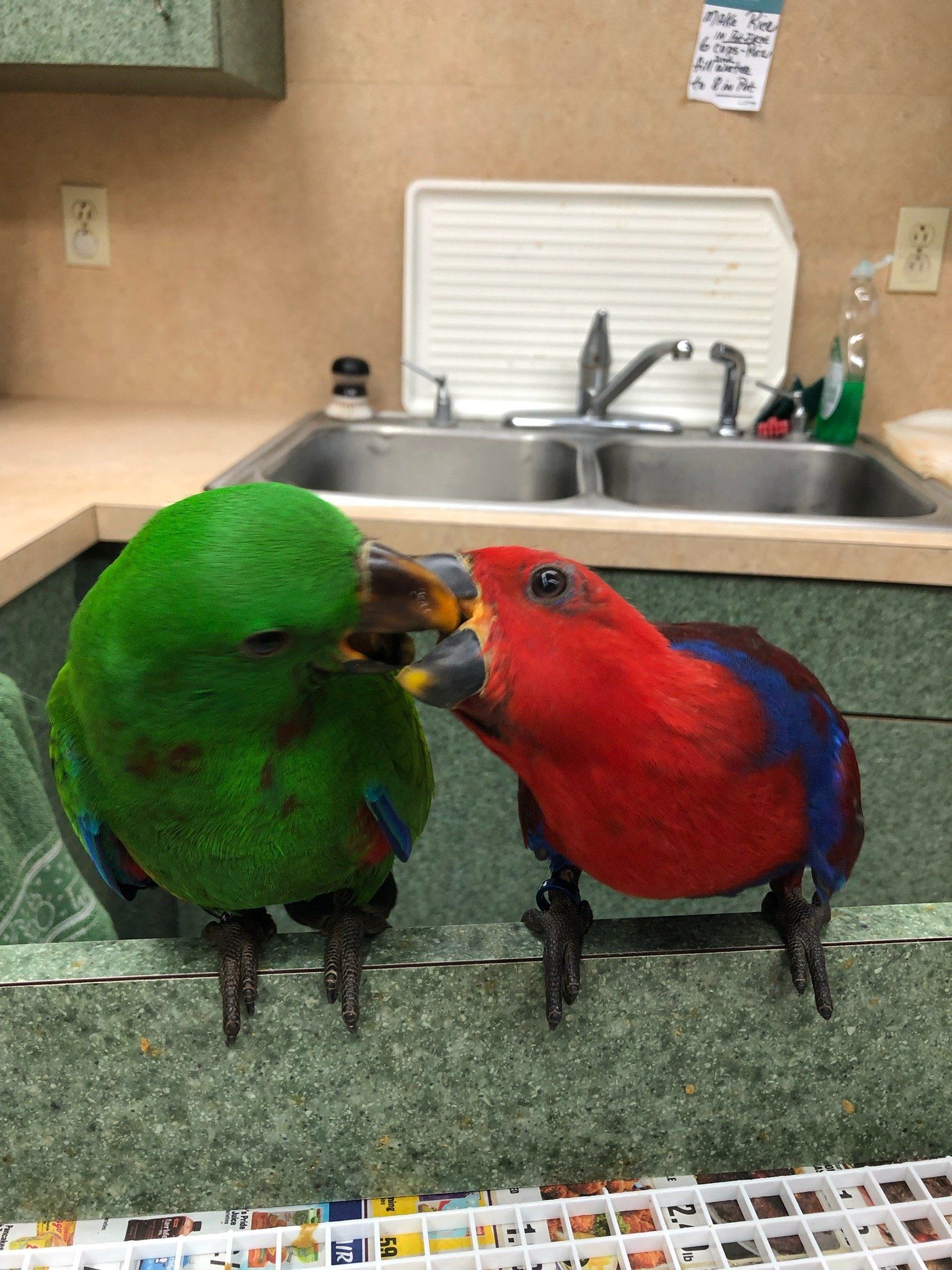 Eclectus Parrot Photo Gallery | Solely Solomon Aviaries