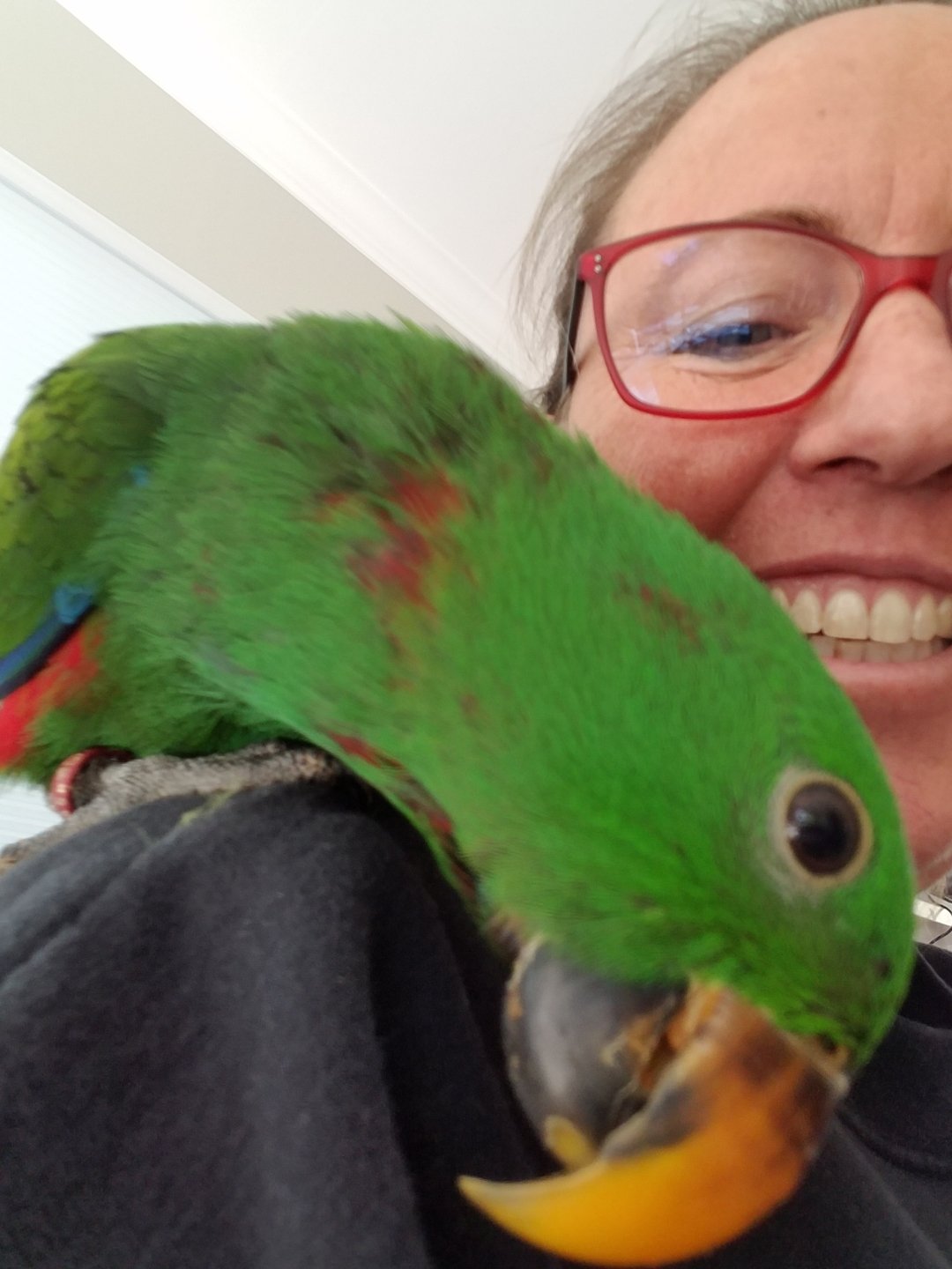 Eclectus Parrot Photo Gallery | Solely Solomon Aviaries