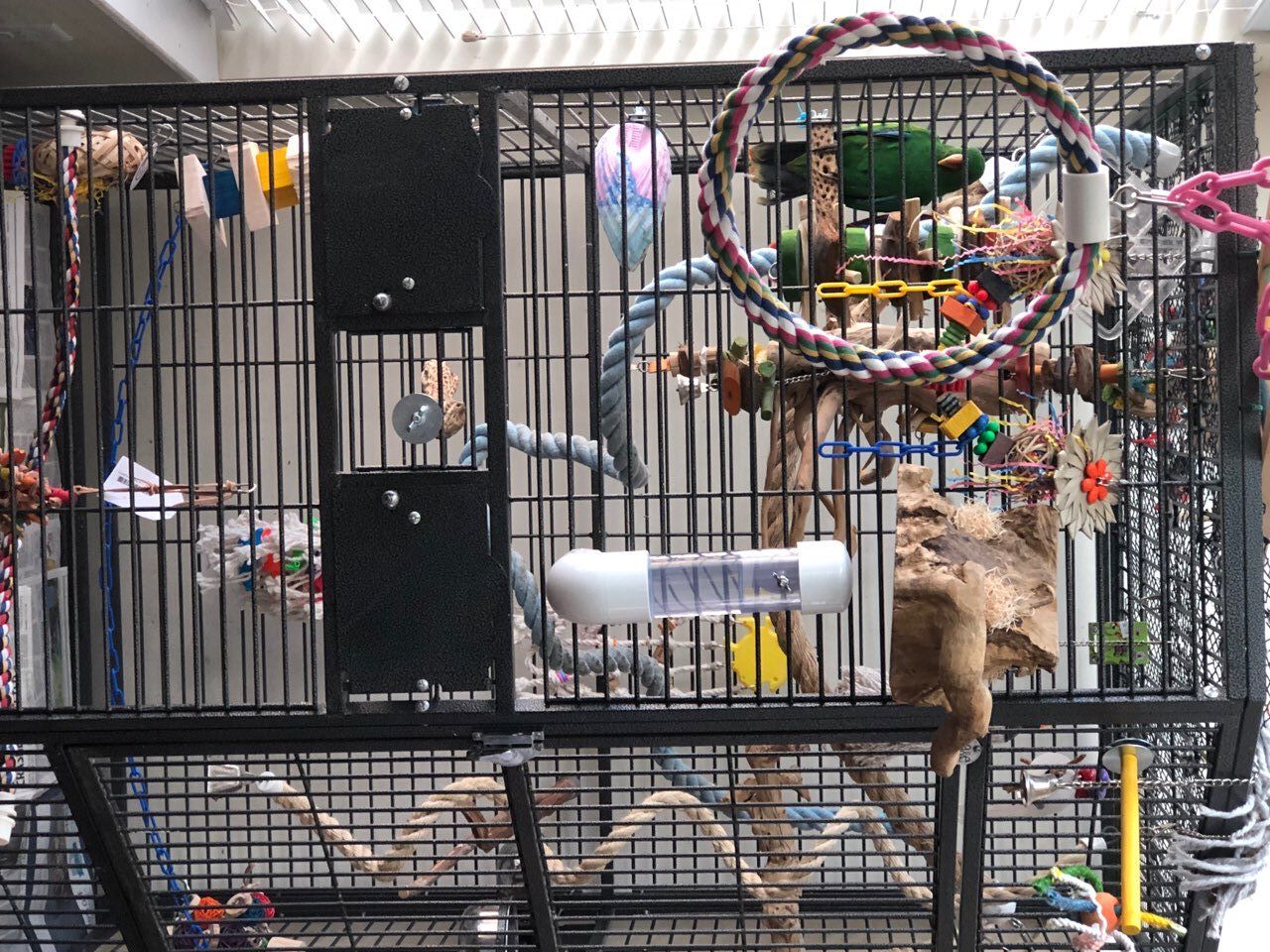 Eclectus Parrot Photo Gallery | Solely Solomon Aviaries