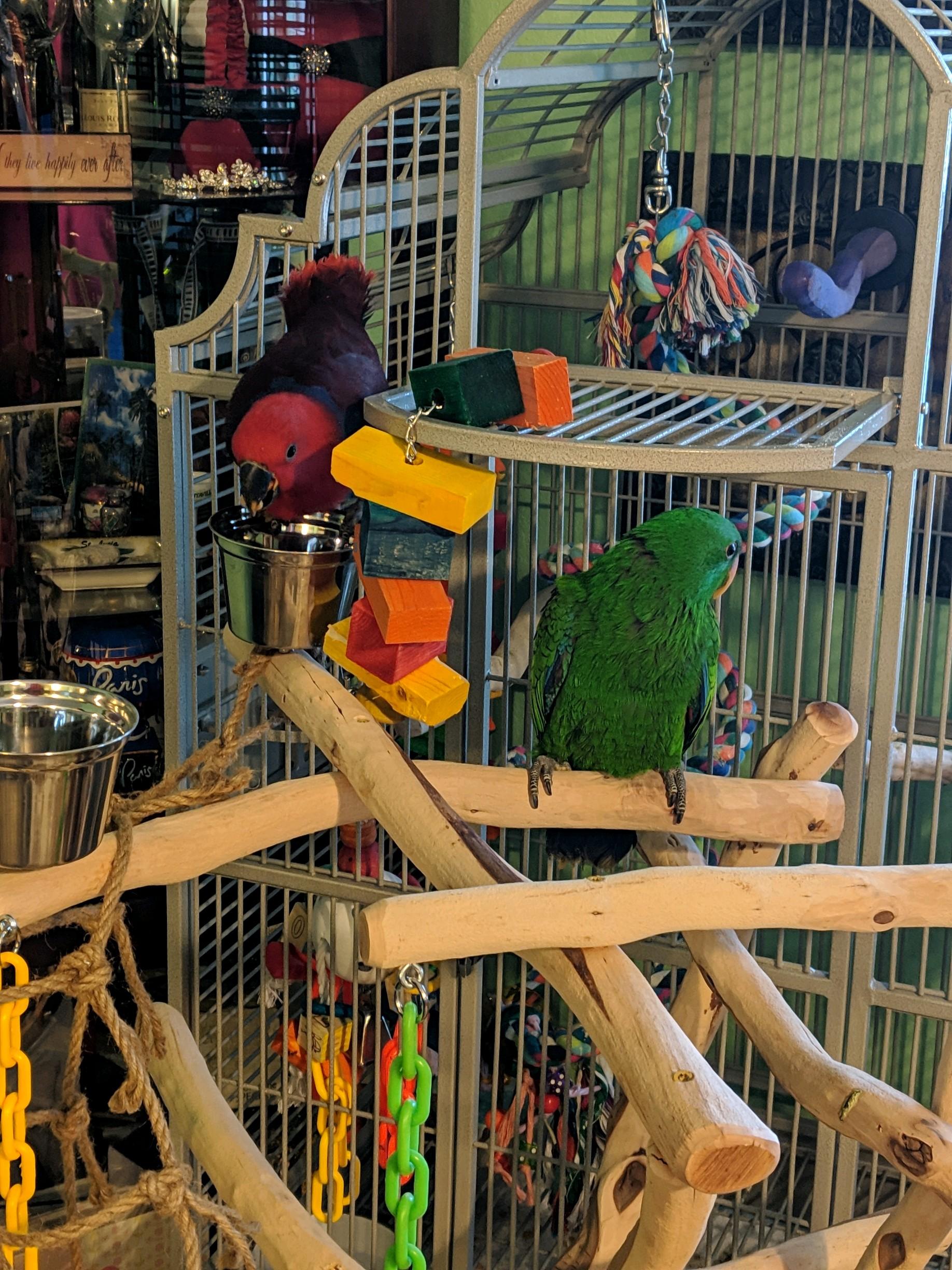 Eclectus Parrot Photo Gallery | Solely Solomon Aviaries