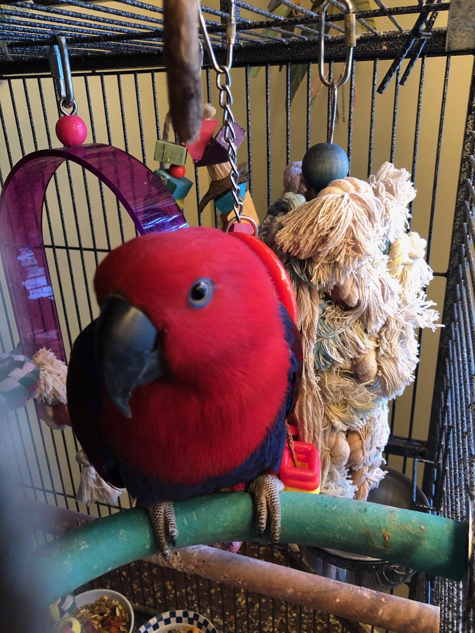 Eclectus Parrot Photo Gallery | Solely Solomon Aviaries