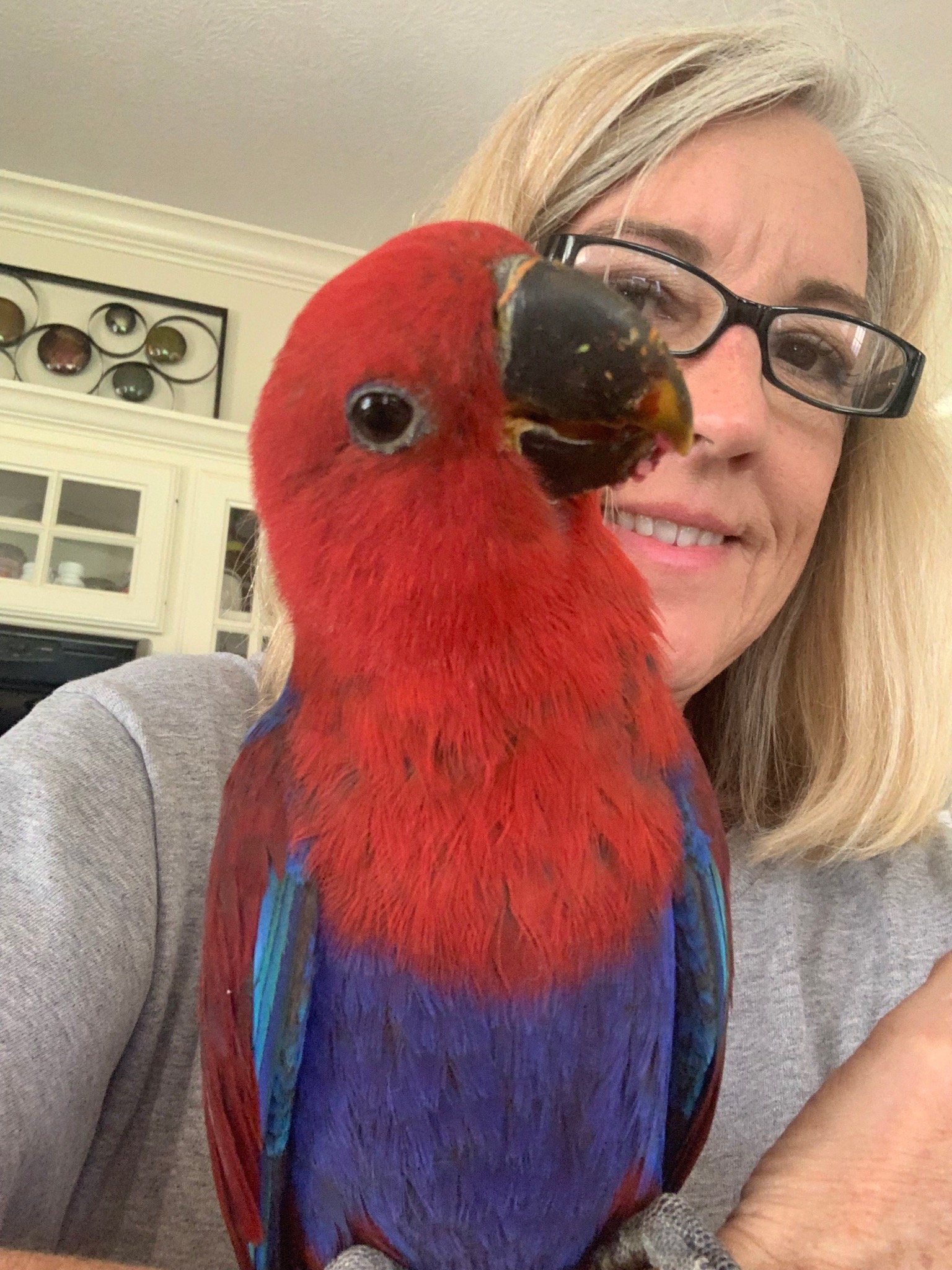 Eclectus Parrot Photo Gallery | Solely Solomon Aviaries