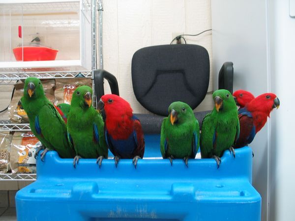 Eclectus Parrot Photo Gallery | Solely Solomon Aviaries