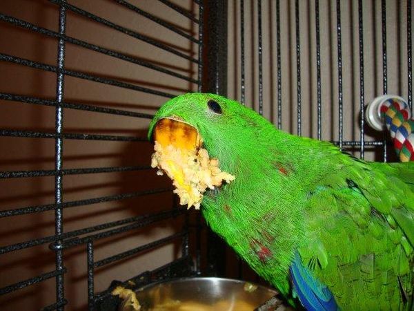 Eclectus Parrot Photo Gallery | Solely Solomon Aviaries