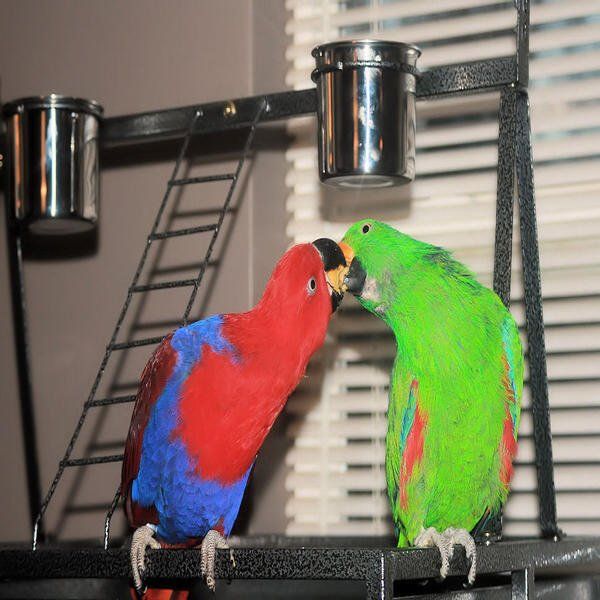 Eclectus Parrot Photo Gallery | Solely Solomon Aviaries
