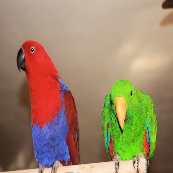 Eclectus Parrot Photo Gallery | Solely Solomon Aviaries