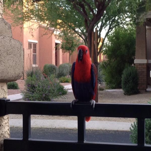 Eclectus Parrot Photo Gallery | Solely Solomon Aviaries