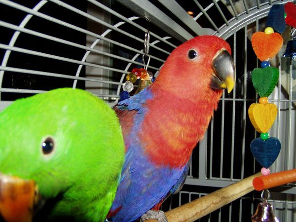 Eclectus Parrot Photo Gallery | Solely Solomon Aviaries
