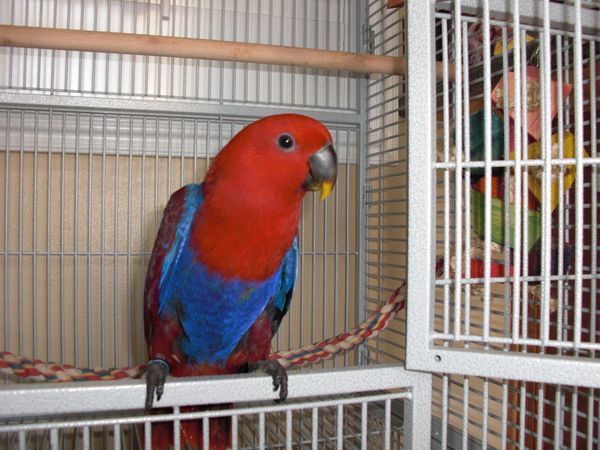Eclectus Parrot Photo Gallery | Solely Solomon Aviaries