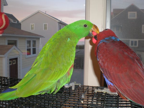 Eclectus Parrot Photo Gallery | Solely Solomon Aviaries
